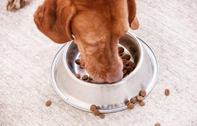 How to Transition Your Dog to a New Food